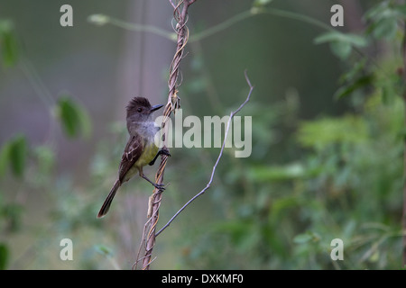 Apical Flycatcher (Myiarchus apicalis) a Colombian endemic bird species ...