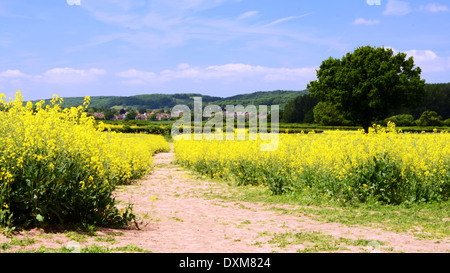 A yellow rapeseed field in summer Stock Photo - Alamy