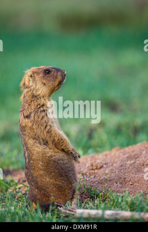 Bobak marmot (Marmota bobak) near its den Stock Photo - Alamy