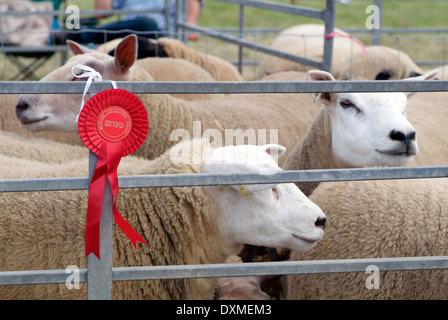 prize winning sheep at agricultural show with rosette Stock Photo ...