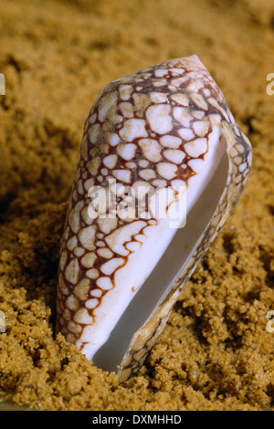 Textile Cone shell Stock Photo - Alamy