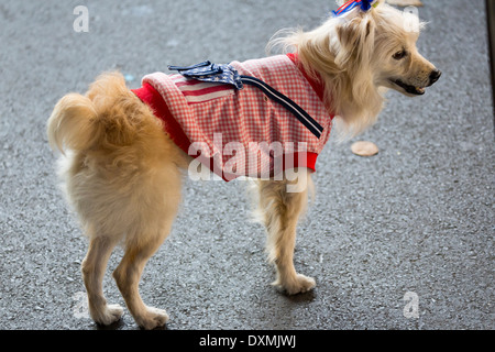 Protester in the Protester's Camp at the Democracy Monument in Bangkok ...