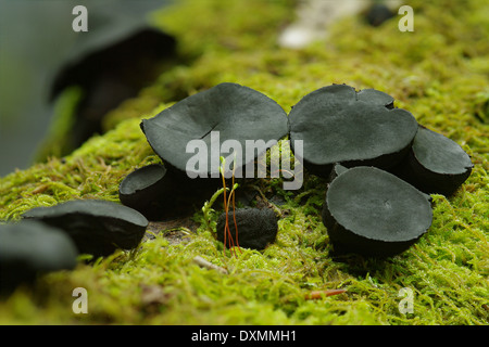 black bulgar, (Bulgaria inquinans Stock Photo - Alamy