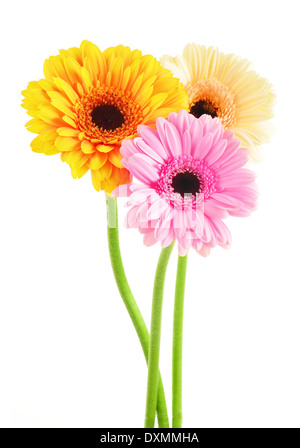 Composition with three gerberas isolated on white background Stock ...