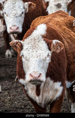 Herd of cows in Argentina Stock Photo - Alamy