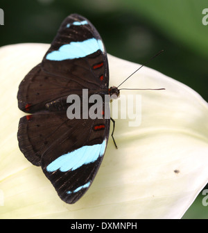 Male common olivewing butterfly Nessaea Aglaura on green leaf Stock ...
