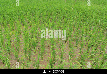 the rice sapling are growing up in rice field Stock Photo - Alamy