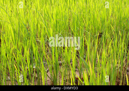 the rice sapling are growing up in rice field Stock Photo - Alamy