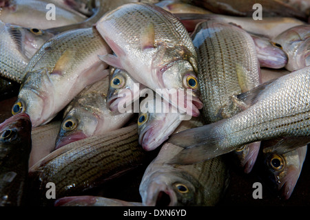 Morone chrysops white bass fish Stock Photo: 56980386 - Alamy