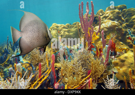 Tropical Fish-angel in reef tank. Fish-emperor is a reef-associated ...