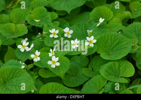 Native Prairie Pipestone National Monument in Pipestone Minnesota Stock ...