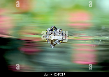 Venezuelan slider turtle (Trachemys callirostris chichiriviche ...