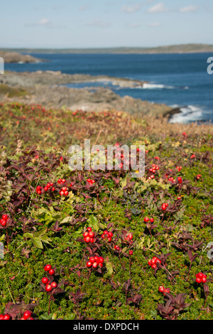Partridge Berry (Mitchella repens Stock Photo - Alamy