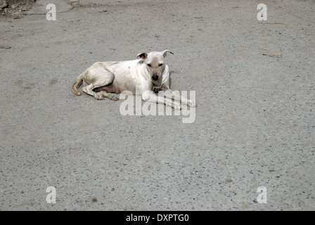 Stray Dogs at Fort Santiago, Manila, Luzon, Philippines Stock Photo - Alamy