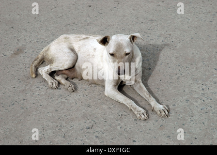 Stray Dog, Fort Santiago, Manila, Luzon, Philippines, Asia Stock Photo ...