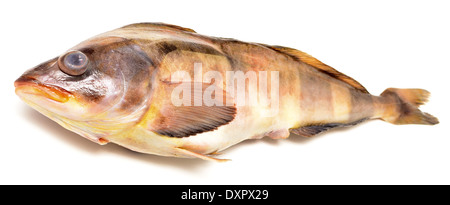 faw fish isolated on white Stock Photo - Alamy