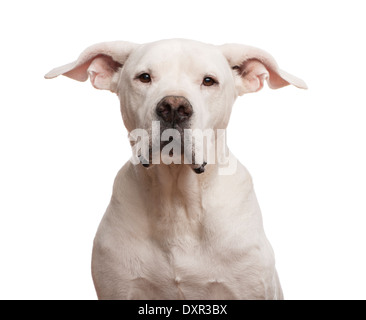 White dogo argentino dog close-up portrait looking at camera isolated ...