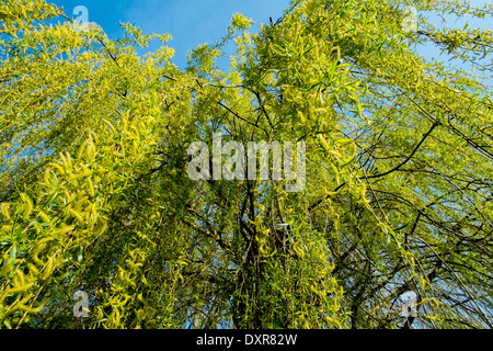 Weeping willow tree hanging over the Washford River at Watchet ...