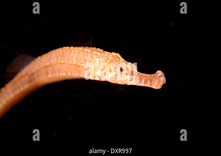 Broad-nosed pipefish, Deep snouted ninefish, Deep-snouted pipefish ...