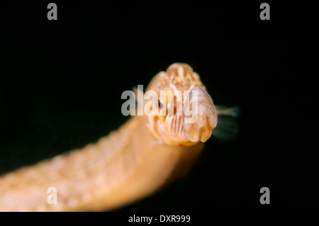 Broad-nosed pipefish, Deep snouted ninefish, Deep-snouted pipefish ...