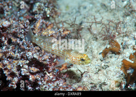 Yellow headed Goby Gobius xanthocephalus Vela Vala Susac Island ...