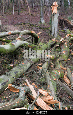 windthrow, uprooted beech tree Stock Photo - Alamy
