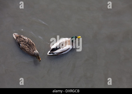 Duck view from the top Stock Photo - Alamy