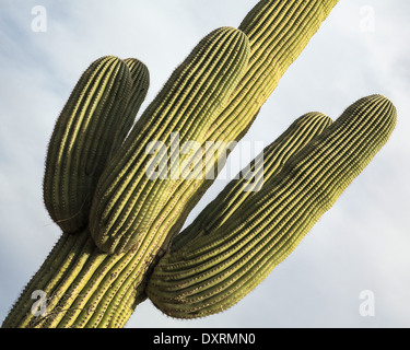 Saguaro National Park East view of desert scrubland of the Saguaro ...