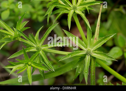 Shadow Beni, Culantro or Mexican coriander, Eryngium foetidum growing ...
