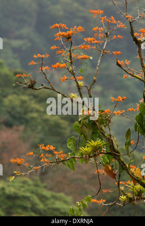 Mountain immortelle Erythrina poeppigiana tree in flower, Trinidad ...