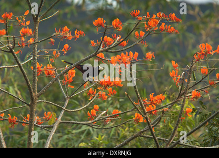 Mountain immortelle Erythrina poeppigiana tree in flower, Trinidad ...