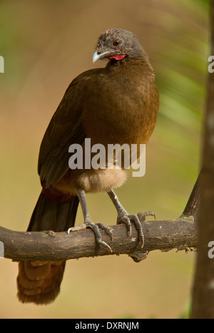 Rufous-vented Chachalaca - Ortalis ruficauda Stock Photo - Alamy