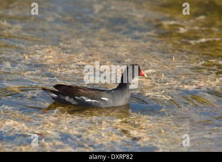 Common gallinule, Gallinula galeata moorhen swimming in a pond, snow ...