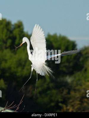 Great Egret (Ardea alba) carrying sticks to reinforce its nest. March ...