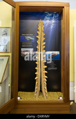 Physeter macrocephalus, Sperm whale tooth Stock Photo - Alamy