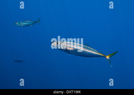 Pacific Jack Mackerel, Trachurus symmetricus, Guadalupe Island, Mexico ...