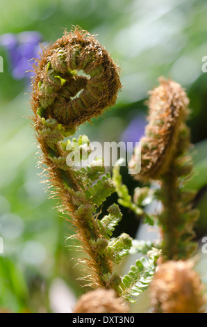 Fern fronds starting to uncurl in a Cumbrian Wood in Spring Stock Photo ...