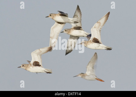 Flock of black-bellied plovers flying in formation - Pluvialis ...