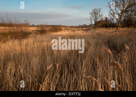 Reed-beds in winter between Horsey Mere and Hickling Broad; Norfolk ...