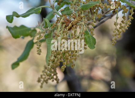 Gall oak, Quercus infectoria tree, Aleppo oak or Manjakani closeup on ...
