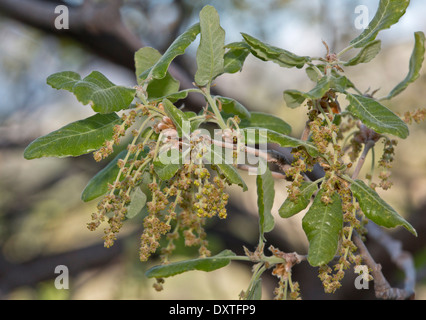 Gall oak, Quercus infectoria tree, Aleppo oak or Manjakani closeup on ...