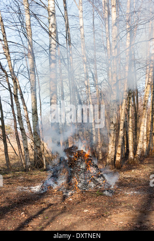 Smoking bonfire with small flames in forest at spring Stock Photo - Alamy