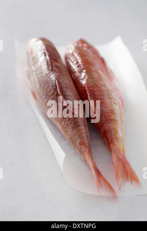 Whole raw red mullets Stock Photo - Alamy