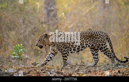 Male Indian leopard at dusk, Nagarahole National Park, India Stock ...
