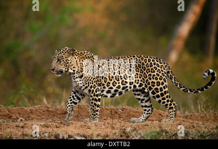 Indian leopard walking in the Kabini reserve forest, Karnataka Stock ...