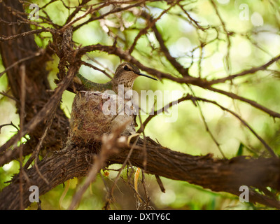 Hummingbird at Arizona Sonora Desert Museum Stock Photo - Alamy