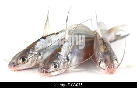 Freshwater Tengra fish of Bangladesh over white background Stock Photo ...