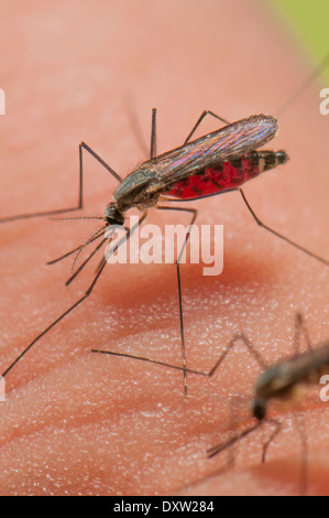 Anopheles plumbeus mosquito female biting on human skin Stock Photo - Alamy
