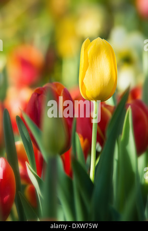 Spring easter background with tulip on wooden table Stock Photo - Alamy