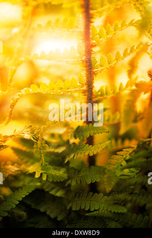 Background of summer Stock Photo - Alamy